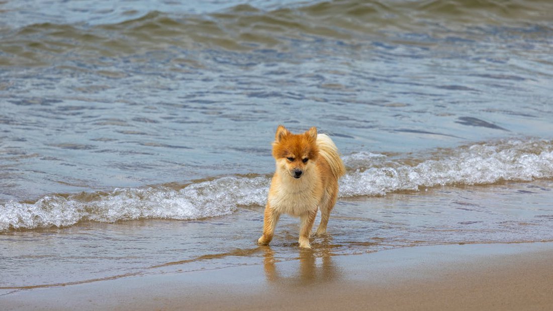 10 Dog Friendly Beaches in Lincolnshire | Away Resorts