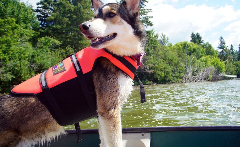 Things to Do in the New Forest with Dogs | Away Resorts