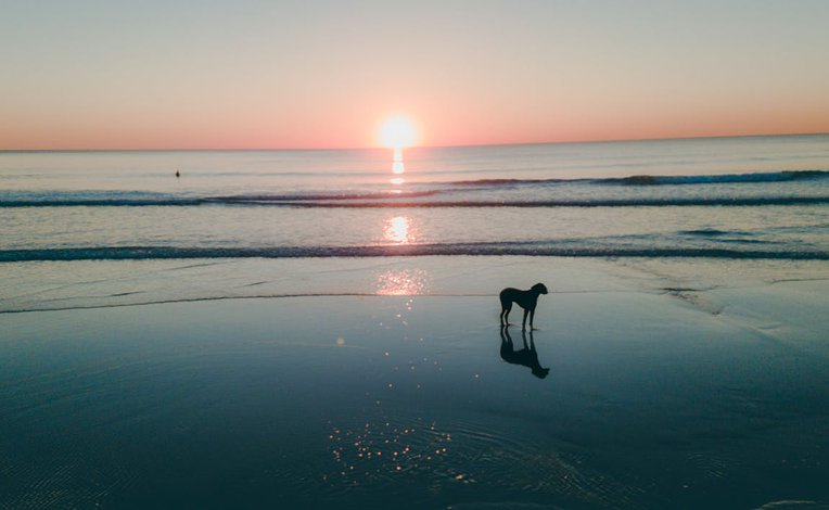 15 Dog Friendly Beaches In North Wales | Away Resorts