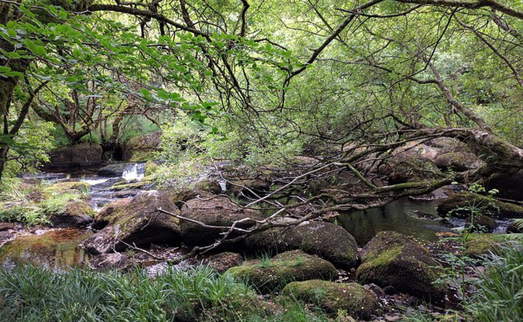 Your Guide to the Best Sherwood Forest Walks | Away Resorts