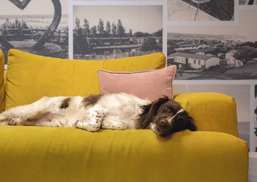 Welcoming Furry Friends to the Ultimate Staycation Experience!