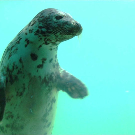 Discover Cornwall Wildlife | Cornwall Zoo | Away Resorts