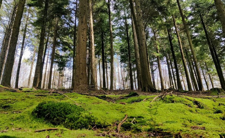 Explore 11 Best Walks in the New Forest | Away Resorts