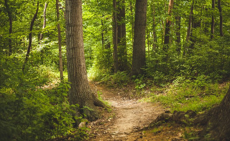 Your Guide to the Best Sherwood Forest Walks | Away Resorts