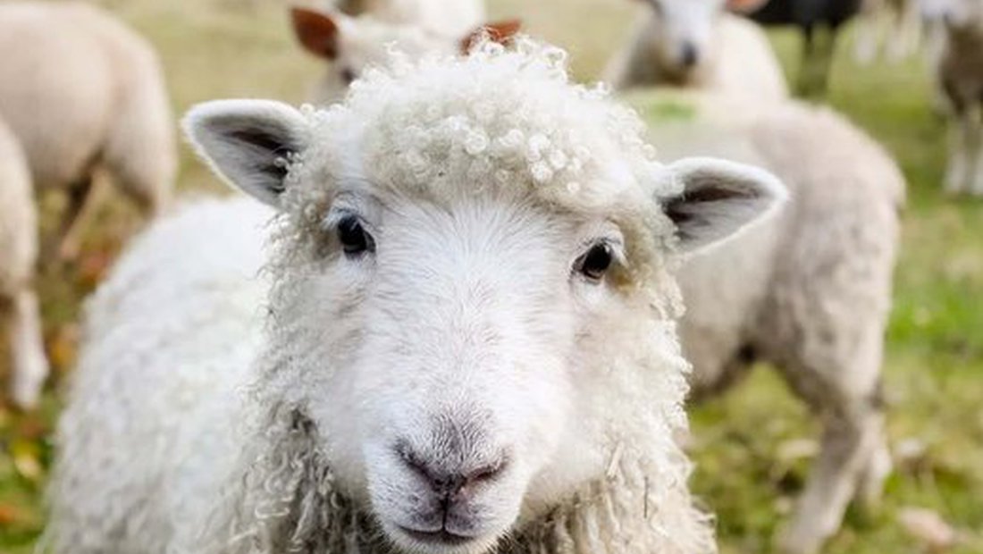 Isle of Wight Animal Sanctuary | Away Resorts