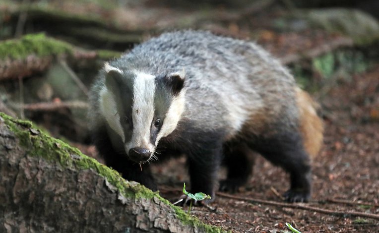 Cornwall Wildlife | Cornwall Zoo | Away Resorts