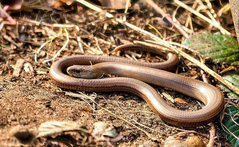 The Ultimate Guide to New Forest Wildlife | Away Resorts
