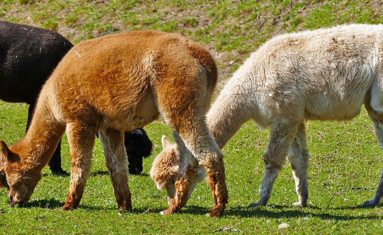 6 alpaca walking experiences in Hampshire | Away Resorts