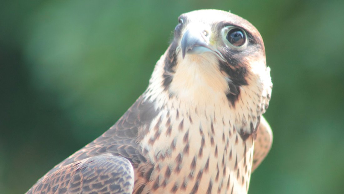 Isle of Wight Animal Sanctuary | Away Resorts