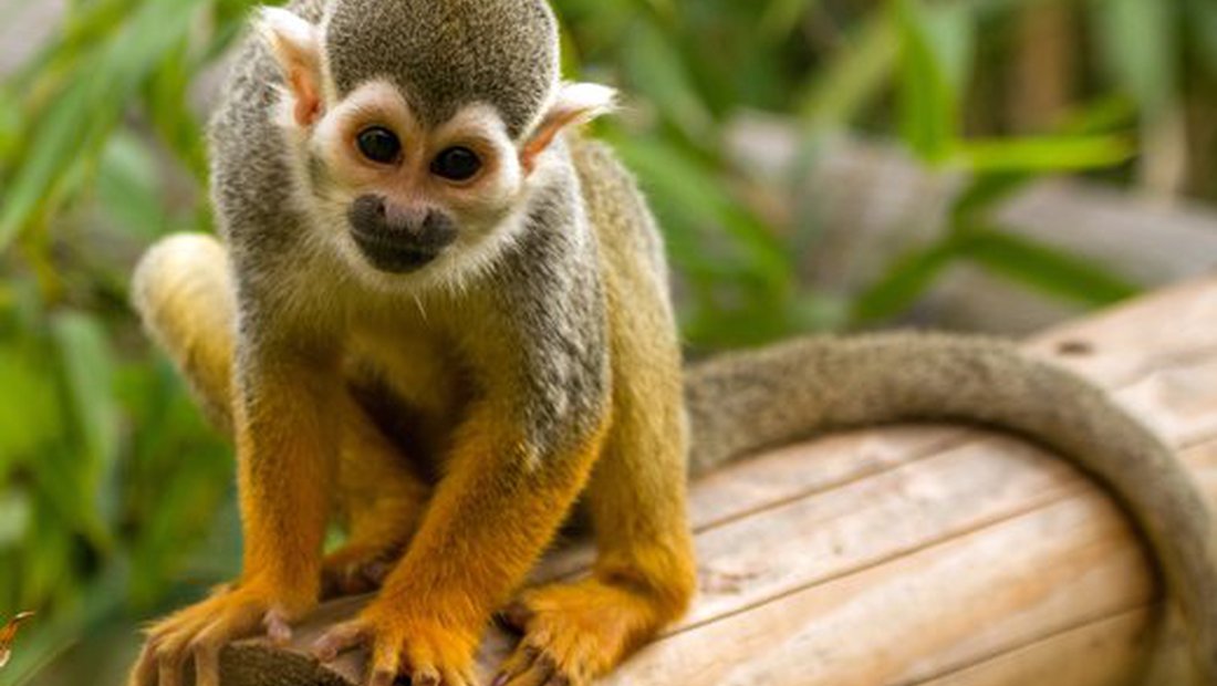 Isle of Wight Animal Sanctuary | Away Resorts