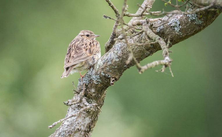 The Ultimate Guide to New Forest Wildlife | Away Resorts
