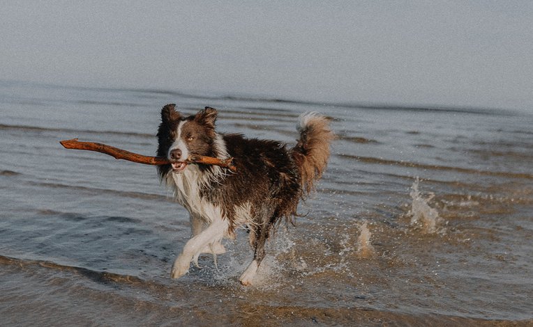 15 Dog Friendly Beaches In The Isle Of Wight | Away Resorts