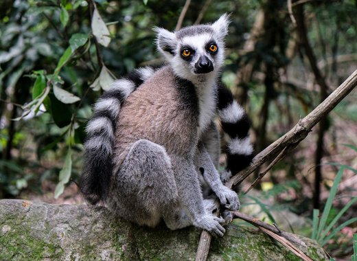 Discover Cornwall Wildlife | Cornwall Zoo | Away Resorts