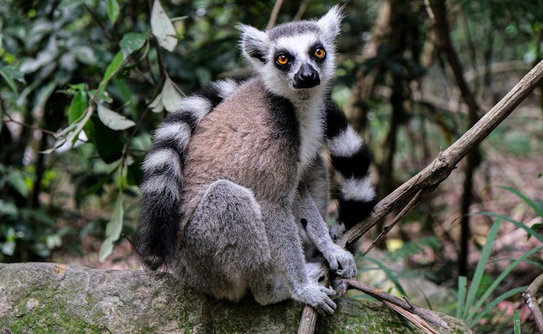 Cornwall Wildlife | Cornwall Zoo | Away Resorts