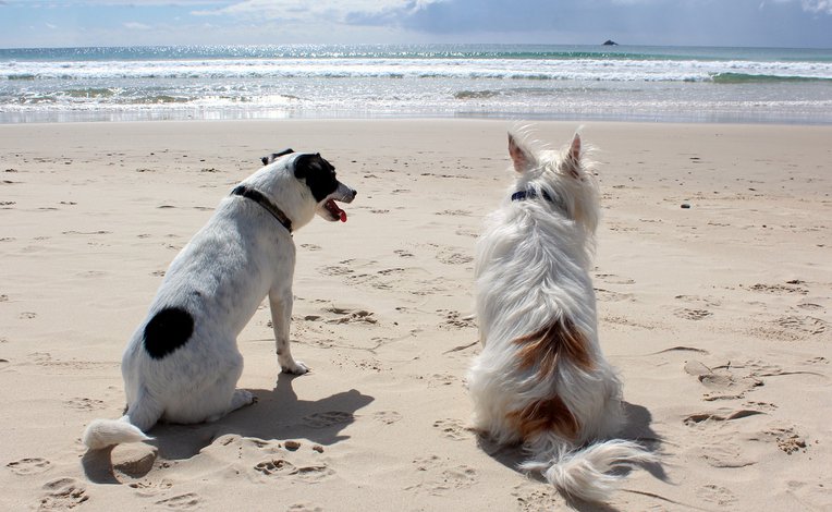 Things to Do in Lincolnshire with Dogs | Away Resorts