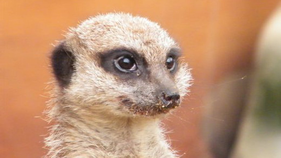 Isle of Wight Animal Sanctuary | Away Resorts