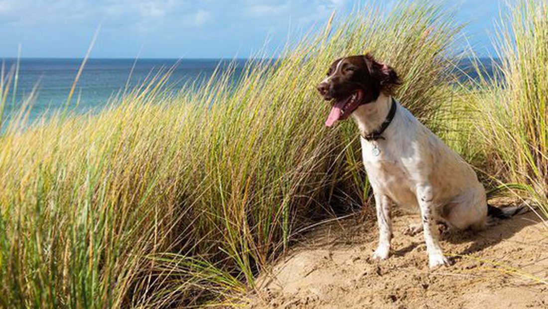 Dog Friendly Caravan Holidays Cornwall | Away Resorts