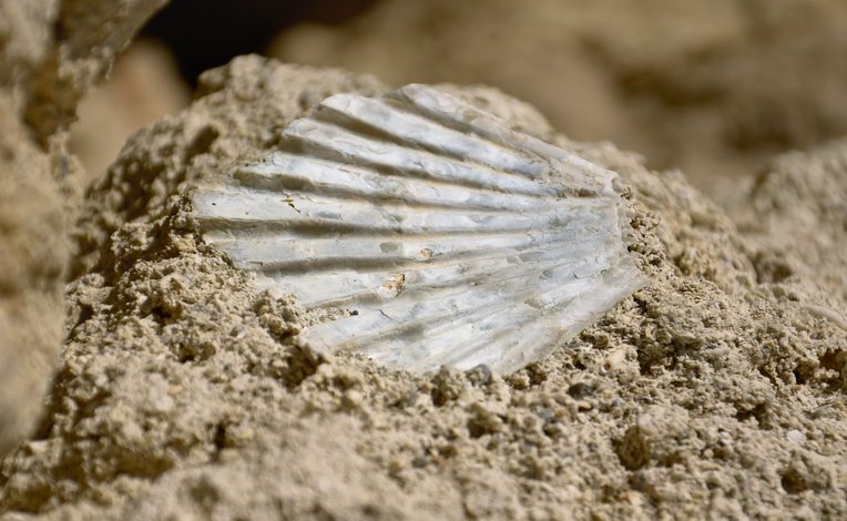 The Top Common Jurassic Coast Fossils Guide | Away Resorts