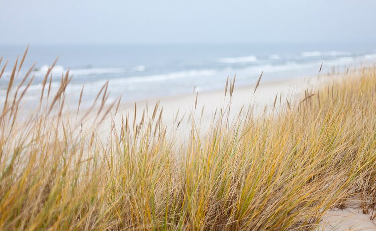 9 of the Best Dog Friendly Beaches in Essex | Away Resorts