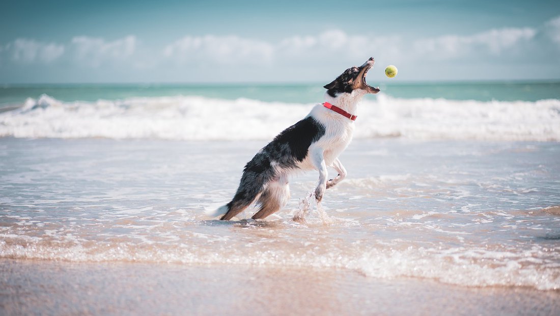 15 Of The Best Dog Friendly Beaches in Dorset| Away Resorts