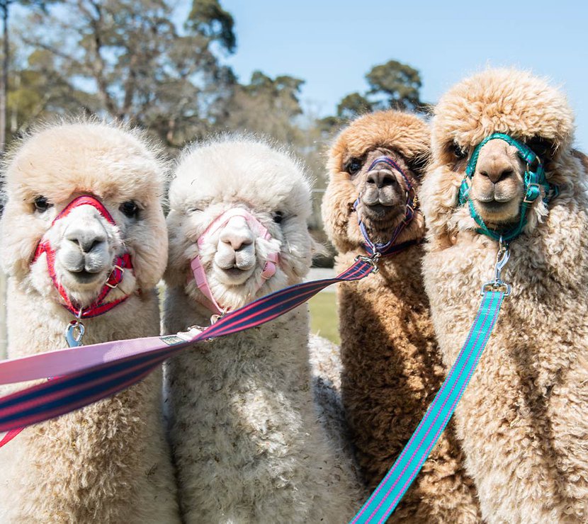 Sandy Balls Holiday Village I New Forest Holiday Park I Away Resorts