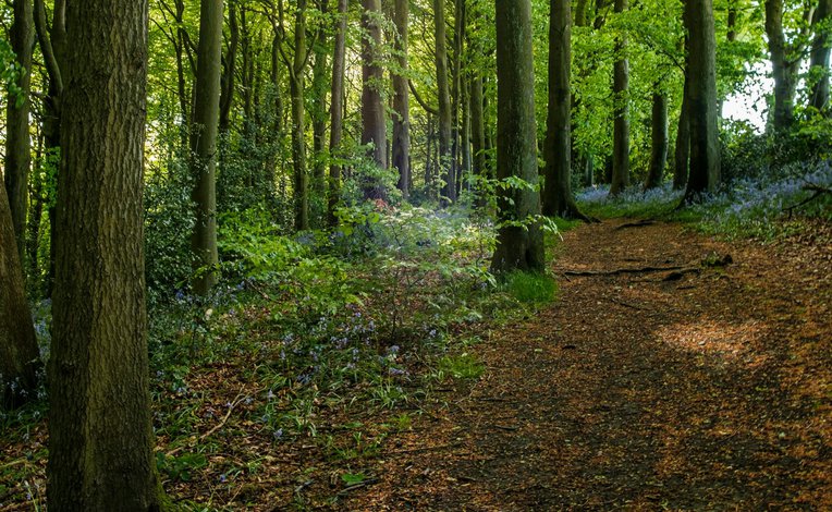 Explore 11 Best Walks in the New Forest | Away Resorts
