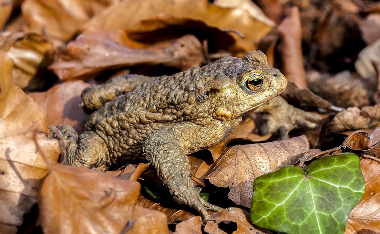 The Ultimate Guide to New Forest Wildlife | Away Resorts