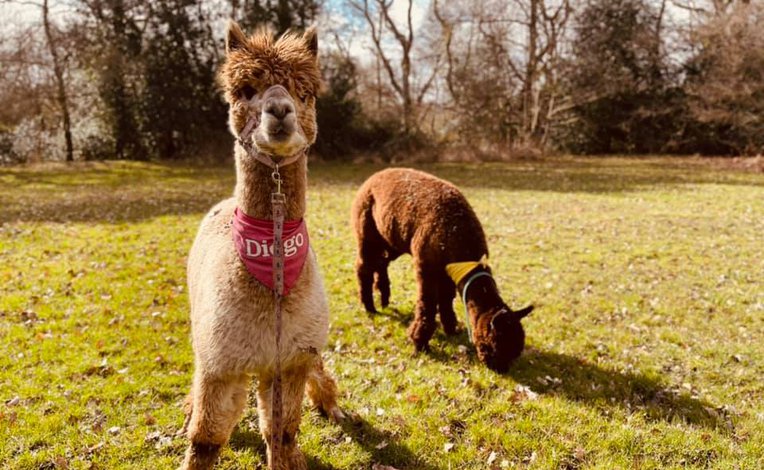 6 alpaca walking experiences in Hampshire | Away Resorts