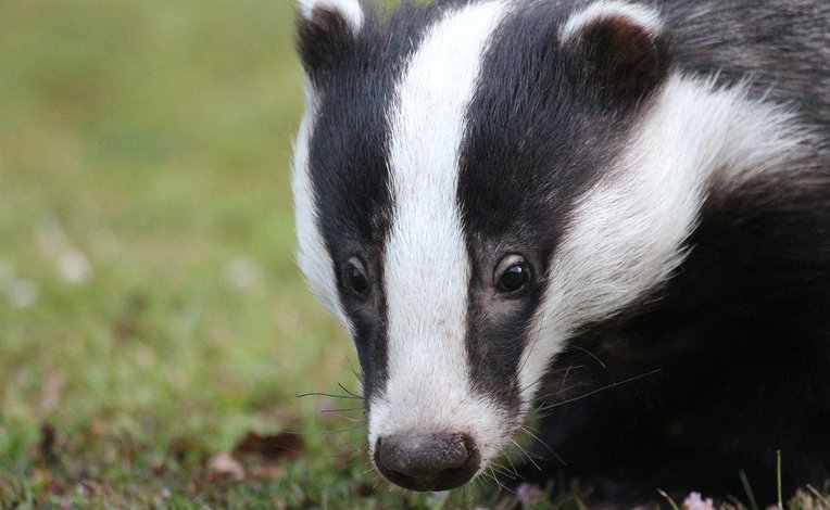 The Ultimate Guide to New Forest Wildlife | Away Resorts