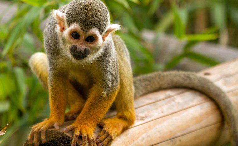 Things to do on the Isle of Wight | Away Resorts