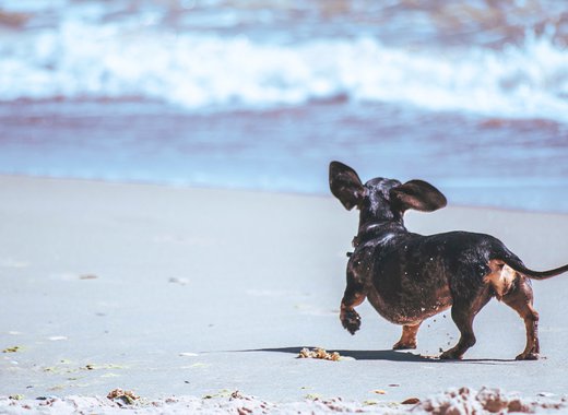 Best dog friendly beach walks | Cornwall | Away Resorts