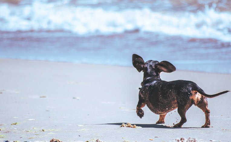 15 Dog Friendly Beaches In The Isle Of Wight | Away Resorts