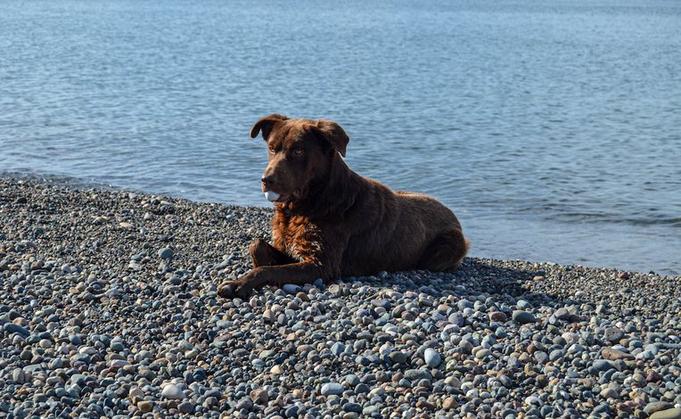 15 Dog Friendly Beaches in Yorkshire | Away Resorts