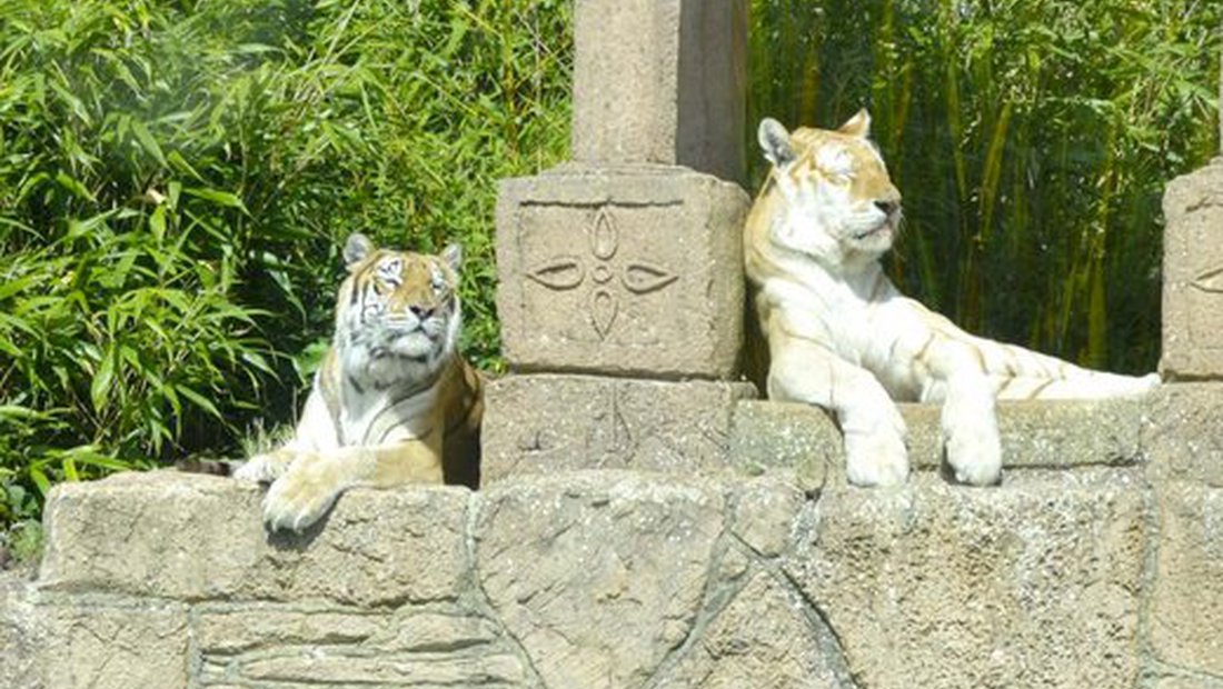 Isle of Wight Animal Sanctuary | Away Resorts