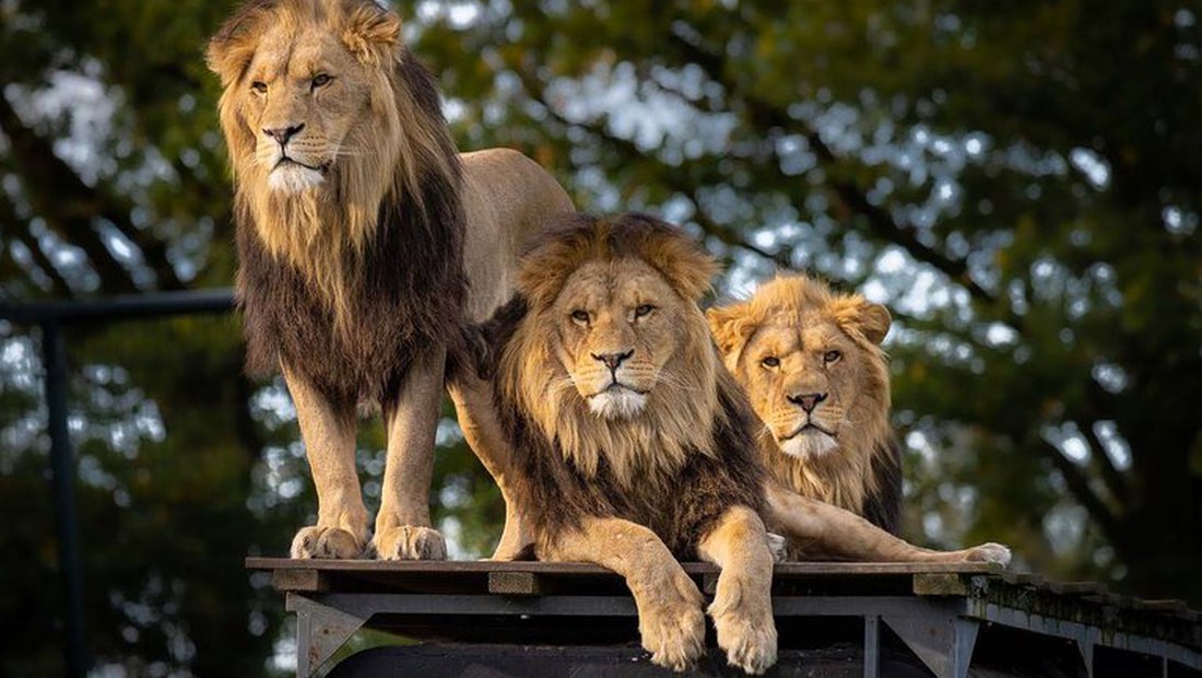 Isle of Wight Animal Sanctuary | Away Resorts