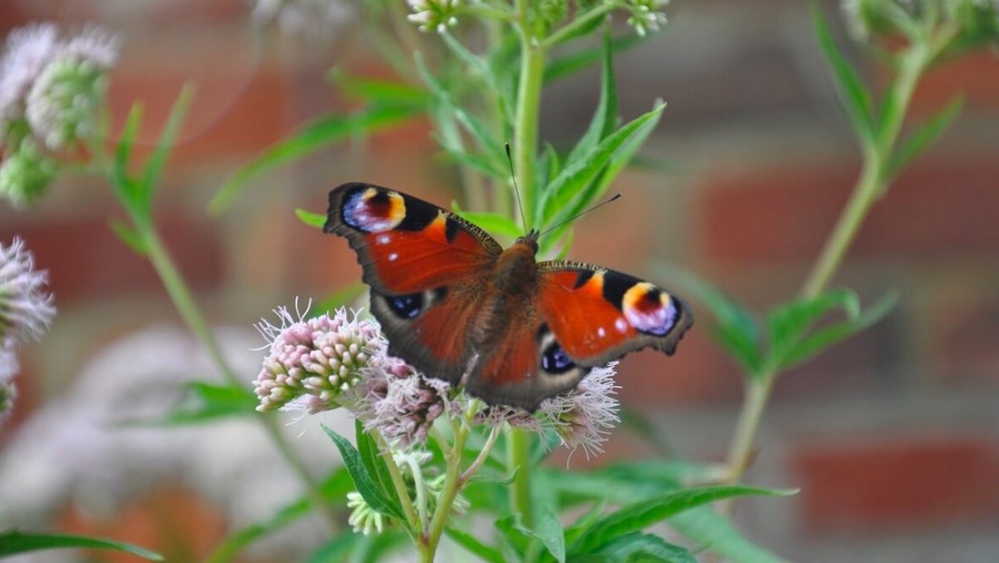 Isle of Wight Animal Sanctuary | Away Resorts