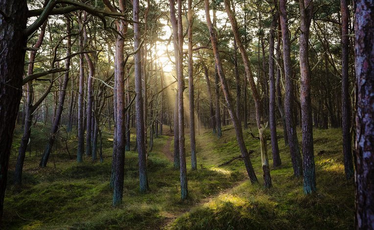 Your Guide to the Best Sherwood Forest Walks | Away Resorts