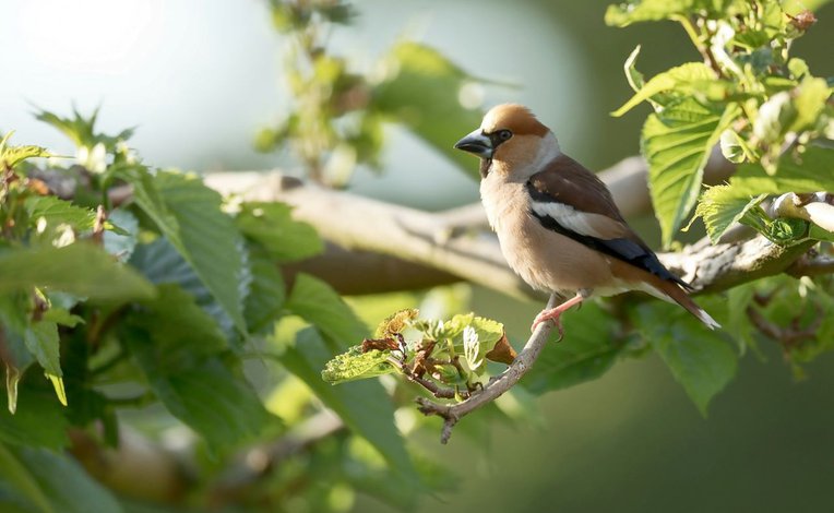 The Ultimate Guide to New Forest Wildlife | Away Resorts