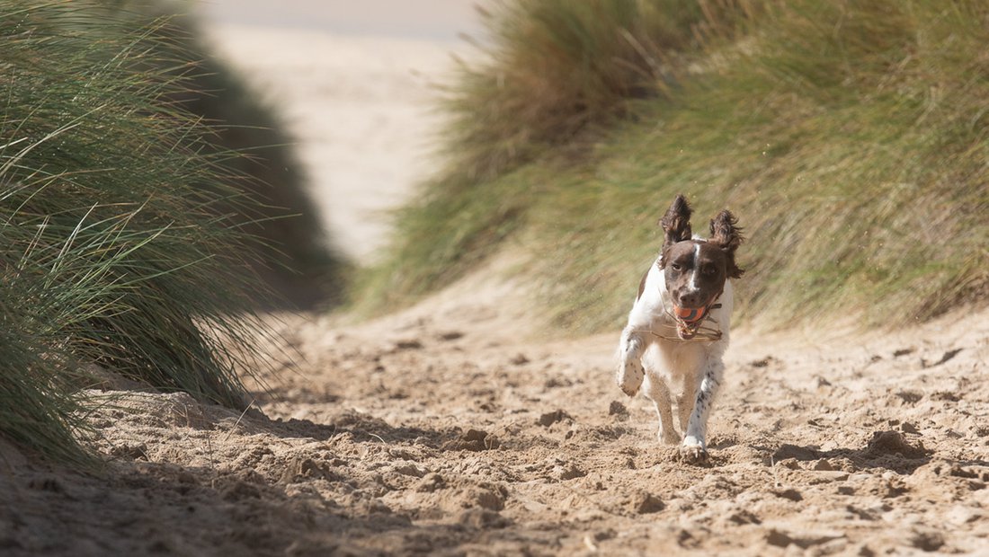 Discover the best dog walks in Cornwall | Away Resorts