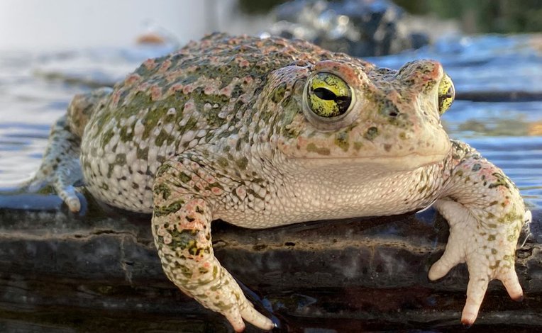 The Ultimate Guide to New Forest Wildlife | Away Resorts