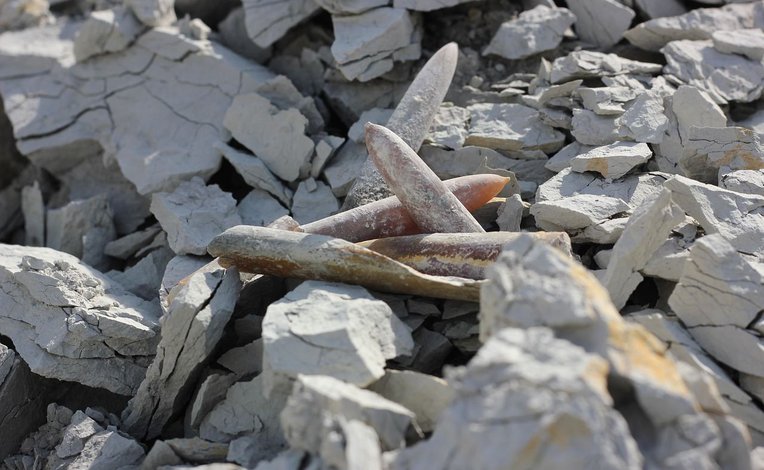 The Top Common Jurassic Coast Fossils Guide | Away Resorts