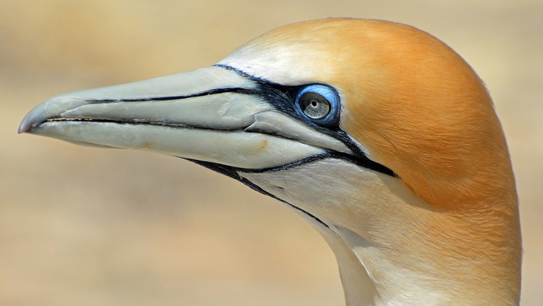 Isle of Wight Animal Sanctuary | Away Resorts