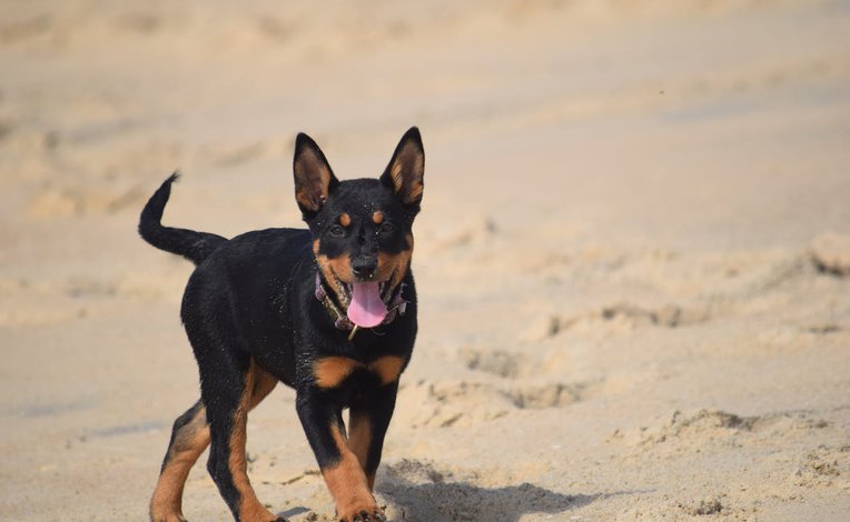 10 Dog Friendly Beaches in Lincolnshire | Away Resorts