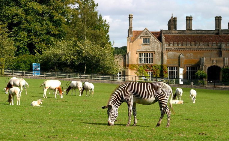 Things to do in the New Forest for Families | Away Resorts