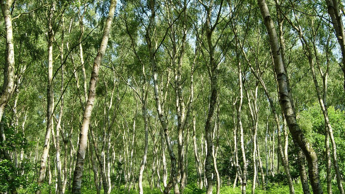 Your Guide to the Best Sherwood Forest Walks | Away Resorts