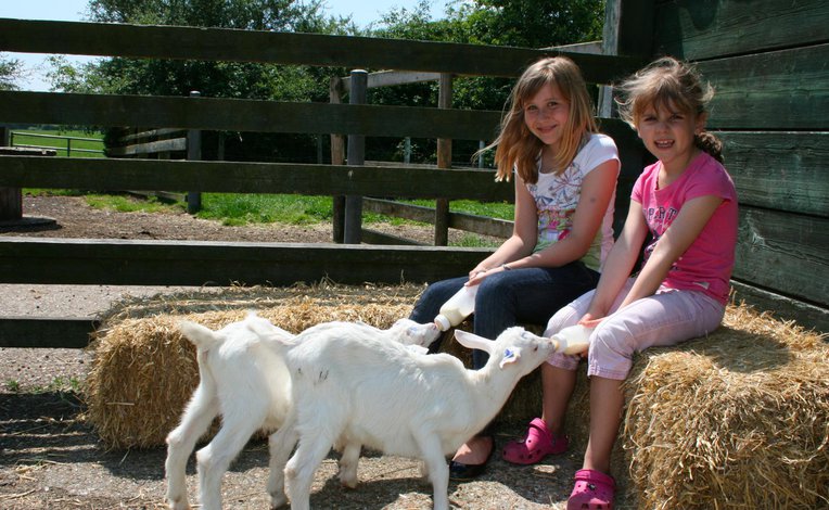 Things to do in the New Forest for Families | Away Resorts